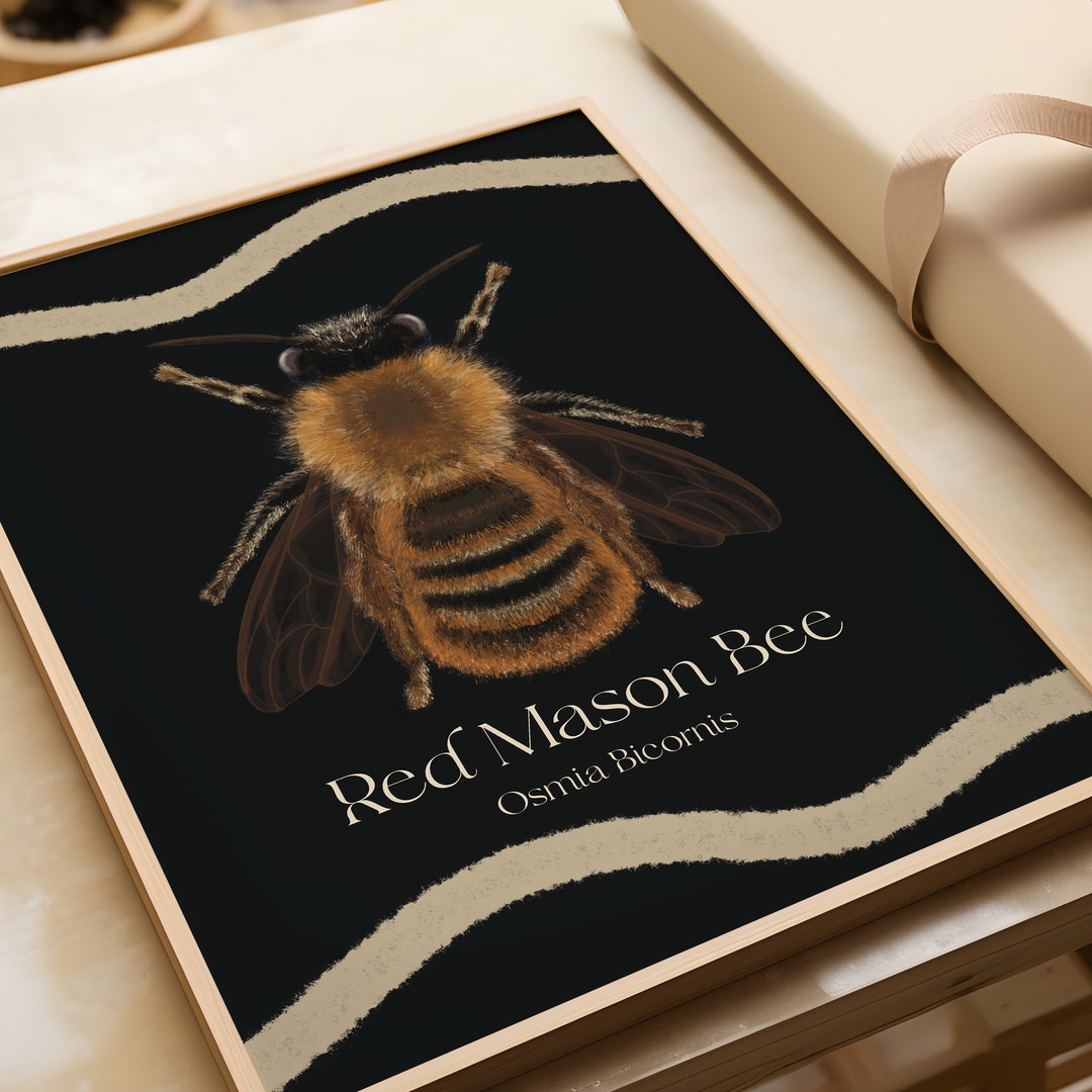 Red Mason Bee Print Osmia Bicornis Insect Print Solitary Bee Poster Bee ...