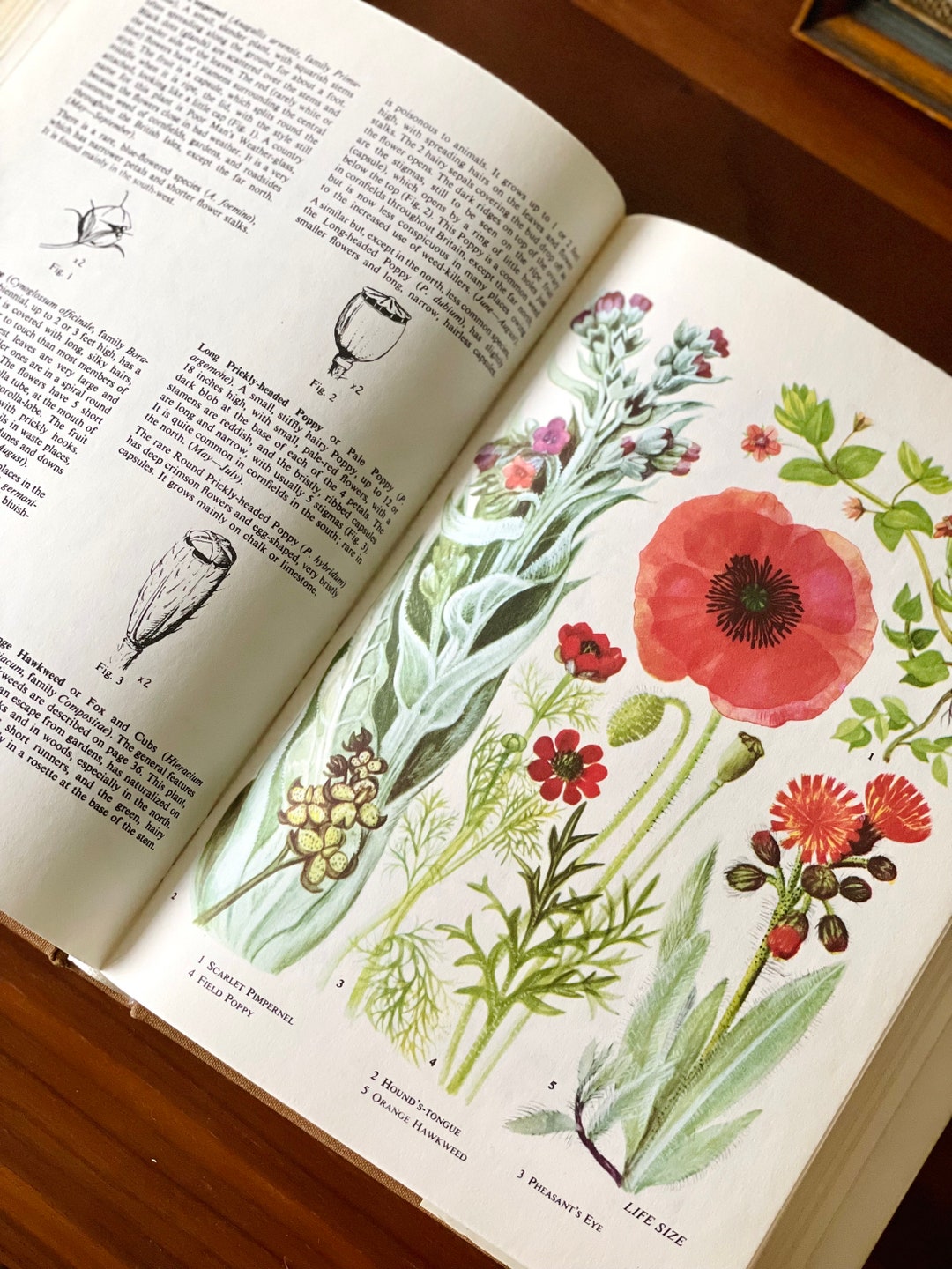 The Illustrated Book Of Wild Flowers at Annette Nelson blog