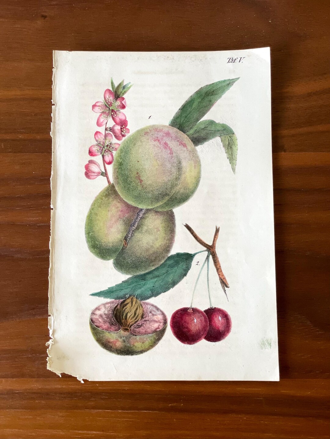 1847 Antique Hand Colored Fruit Botanical Print - Etsy
