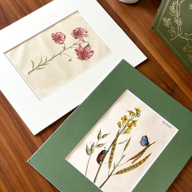 Botanical Book Plate - Etsy