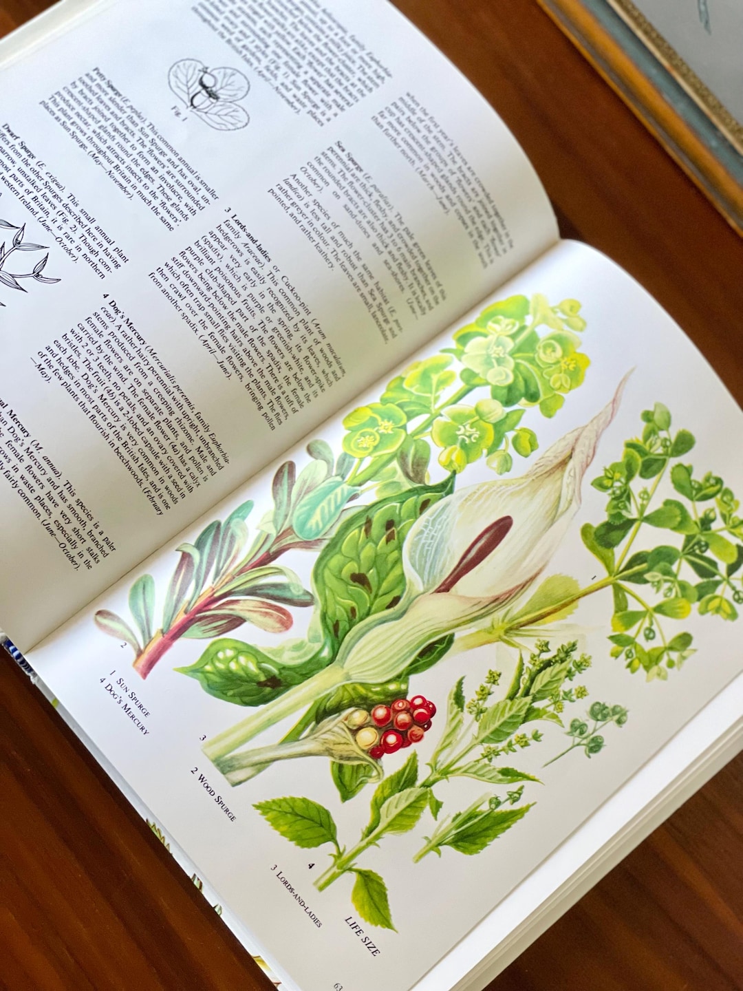 Vintage Flower Book - the Oxford Book of Wild Flowers 1985 - Etsy