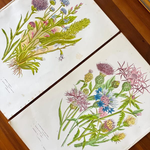 Botanical Book Plate - Etsy