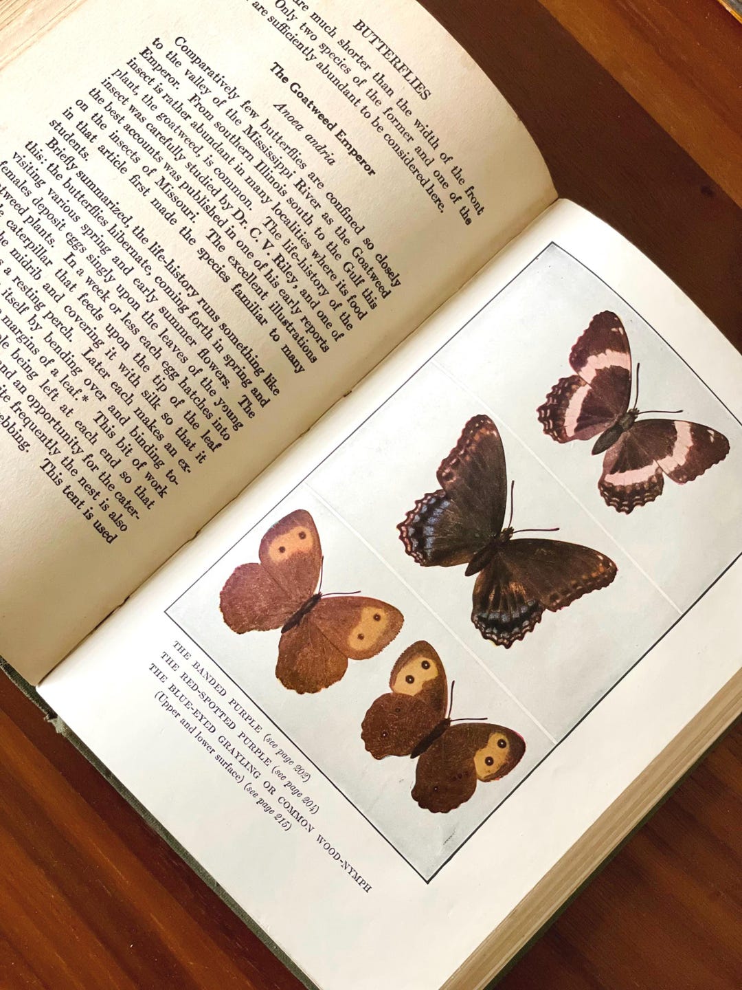 1928 Antique Butterfly Book - Butterflies Worth Knowing - Etsy