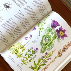 Vintage Flower Book the Oxford Book of Wild Flowers 1985 - Etsy