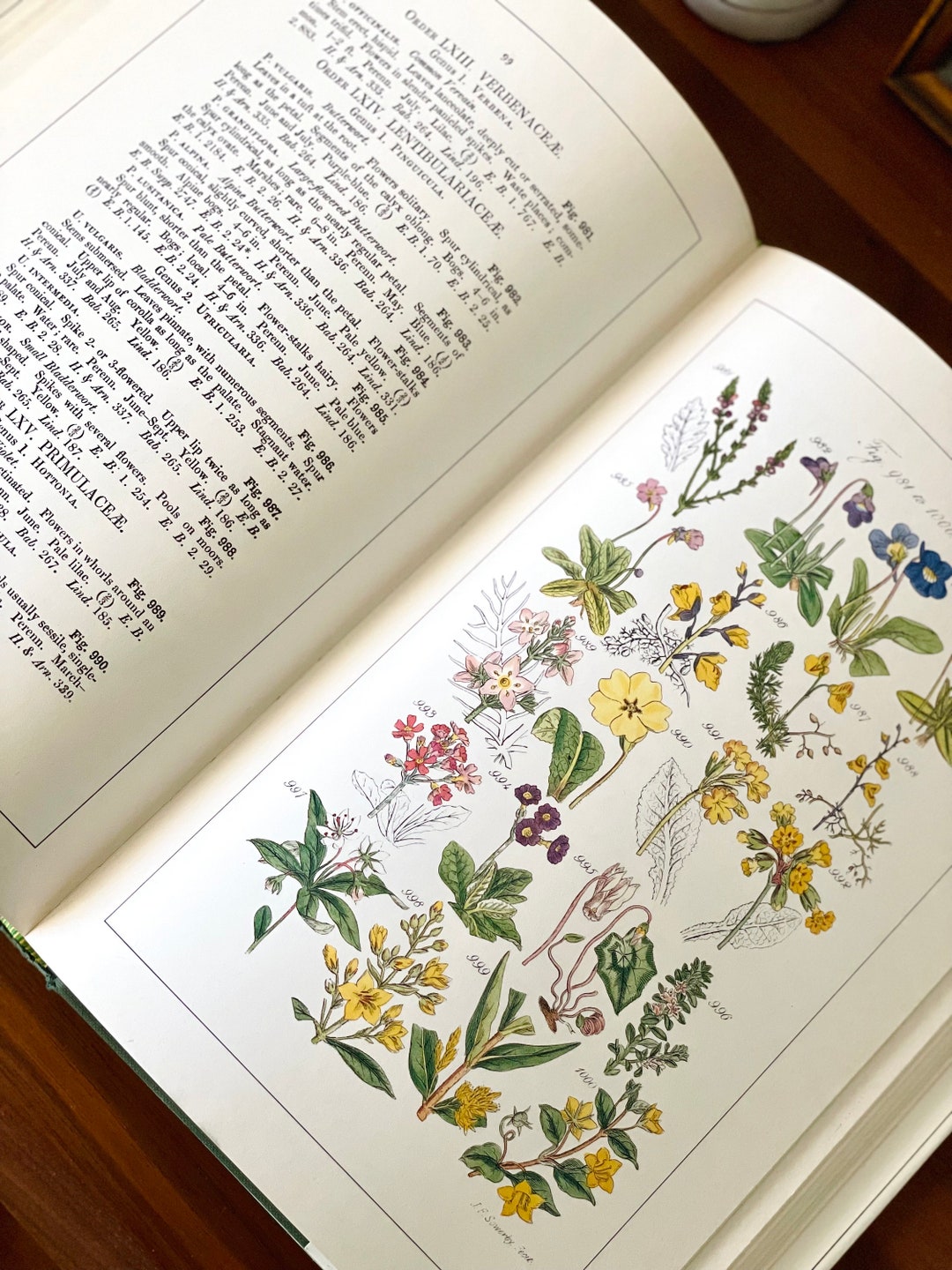 1989 Vintage Flower Book A Concise Encyclopedia Of Wild Etsy