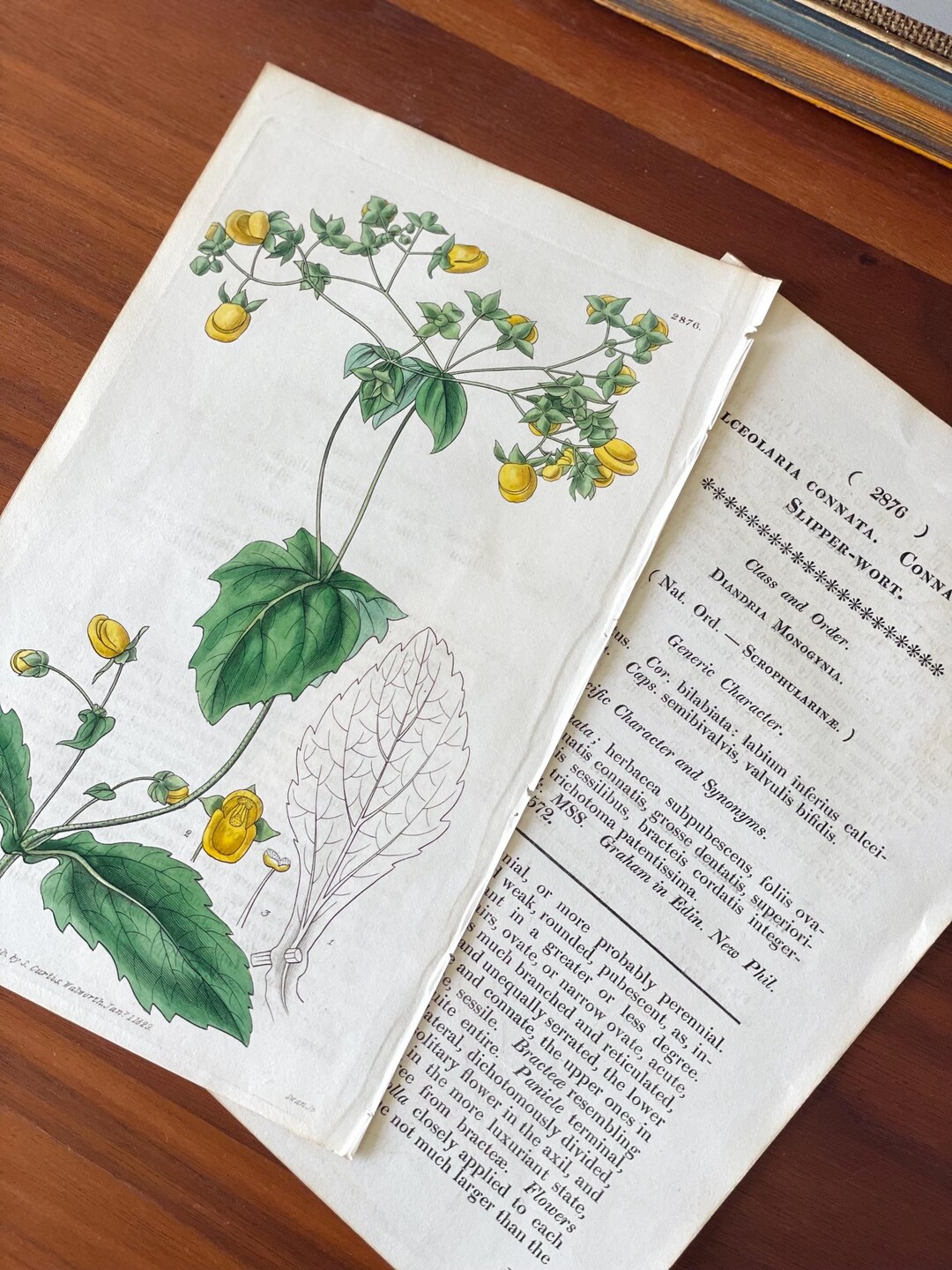 1828 Hand-colored Flower Botanic Print Antique Original Print - Etsy
