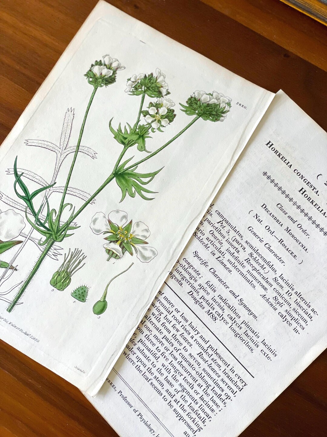 1828 Hand-colored Flower Botanic Print Antique Original Print - Etsy
