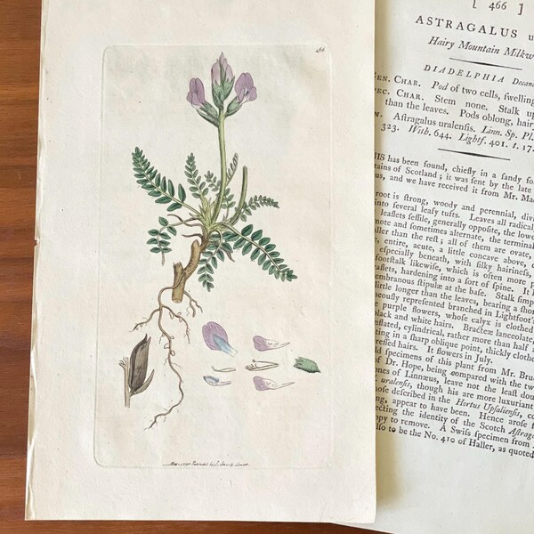 Botanical Book Plate - Etsy