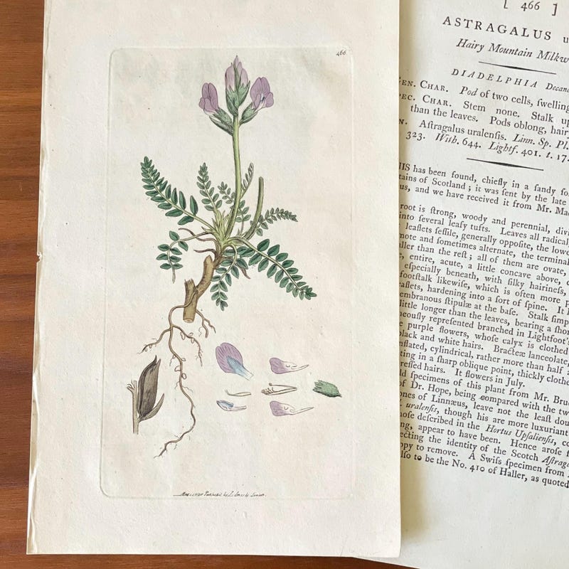 Botanical Book Plate - Etsy