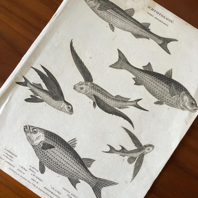 Antique Fish Print - Etsy