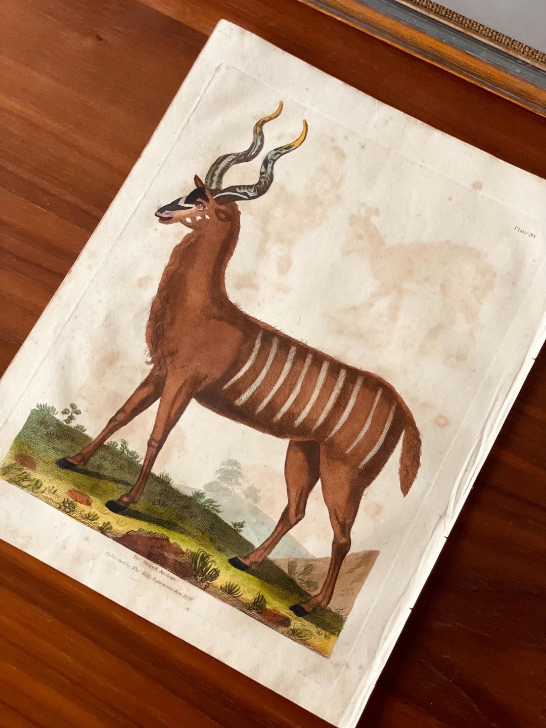 1834 Hand-colored Striped Antelope Print Antique Original Rare Animal ...