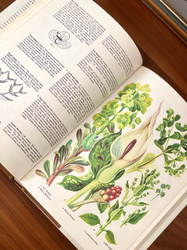 Vintage Flower Book the Illustrated Book of Wild Flowers - Etsy