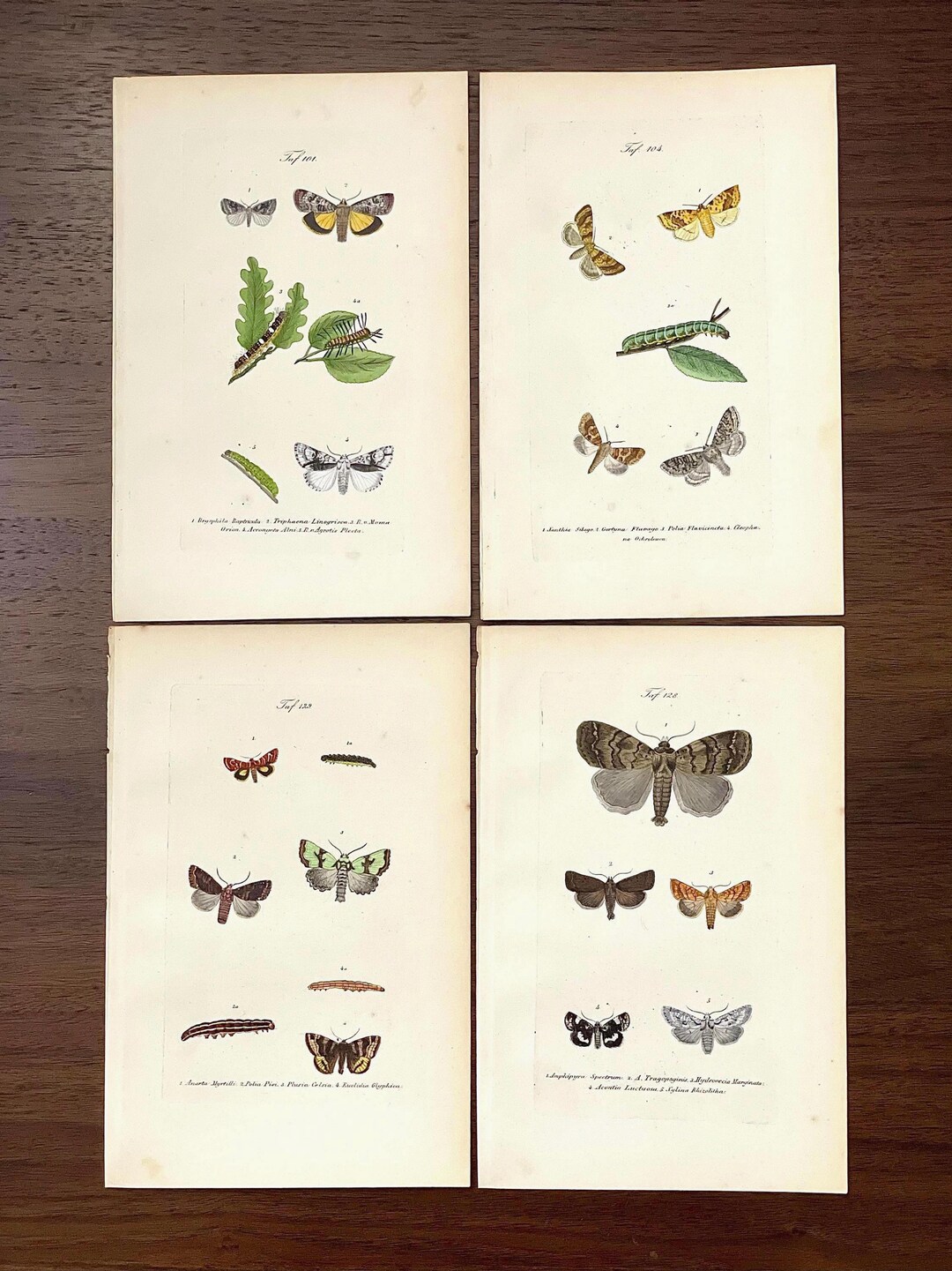 1860 Antique Moth and Butterfly Print Hand Colored Etchings - Etsy