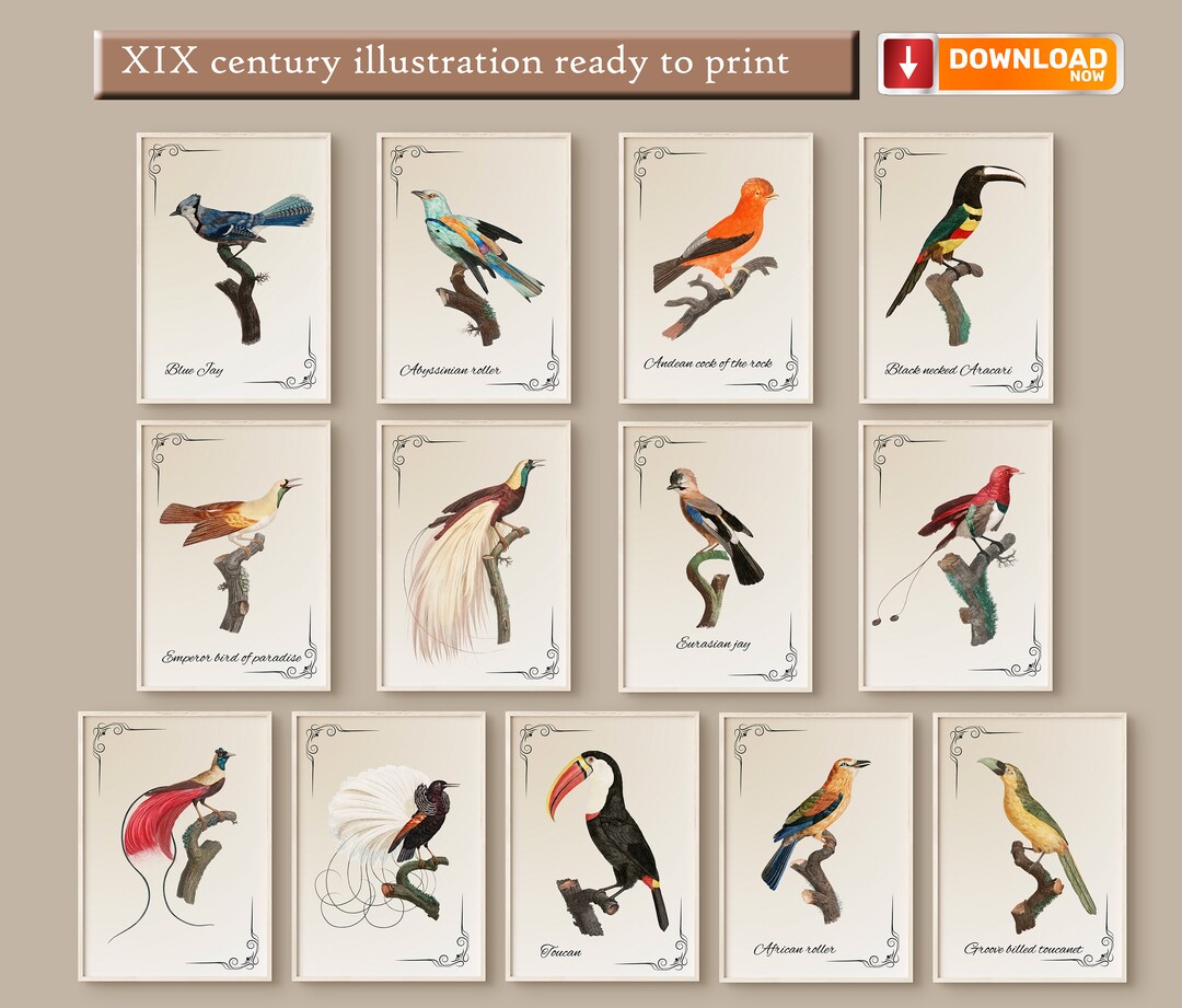 Vintage Tropical Art Birds Print Set of 12 by Jacques Barraband ...