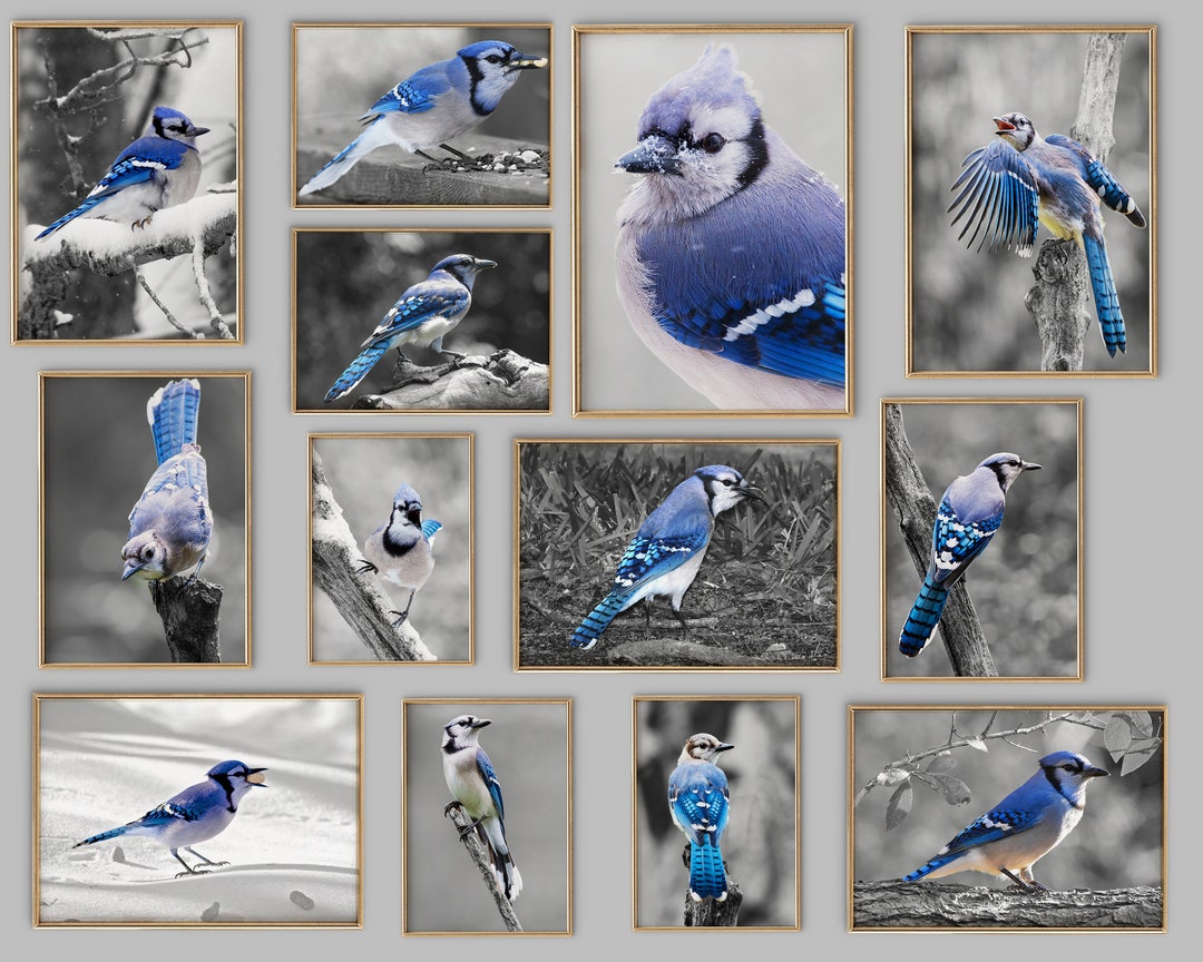 Blue Jay Bird on Black and White Photos Print Set of 12, B&W Bluejay ...