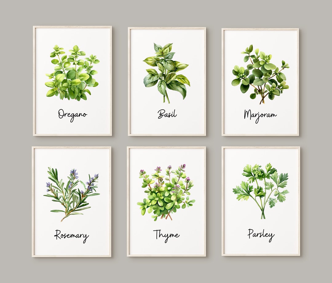 Watercolor Herbs Set of 6 Prints Herb Kitchen Decor Poster Set Oregano ...