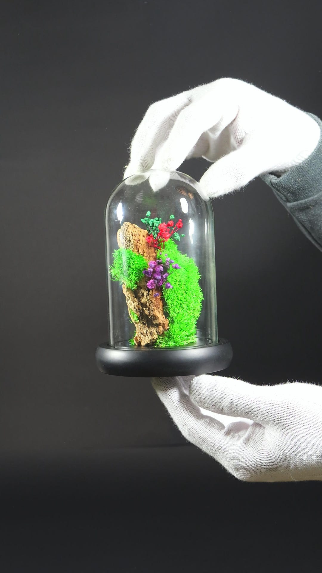Glass Dome Terrarium – No Maintenance Self Sustaining Natural Design ...