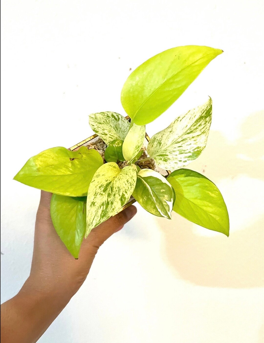Pothos Mix - Etsy