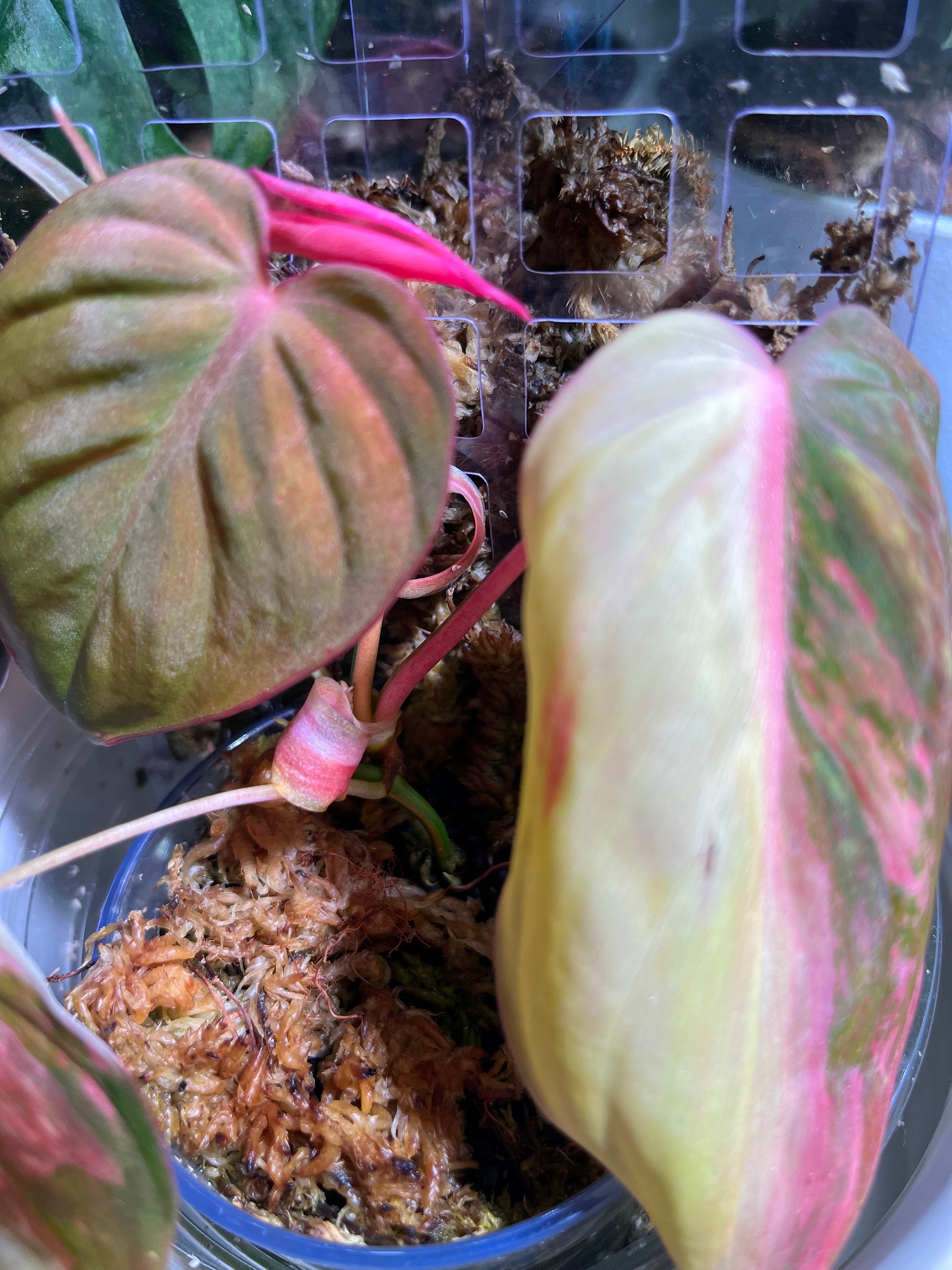 Variegated Micans Aurea - Etsy