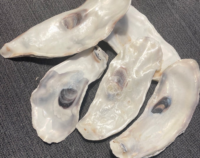 Large 4 Flat Oyster Shells From Hood Canal, WA - Etsy