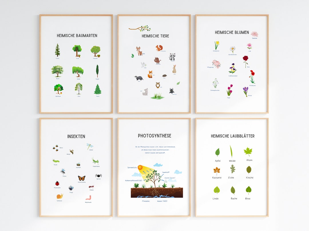 Learning Poster Set Biology for Children, Children's Room Classroom ...