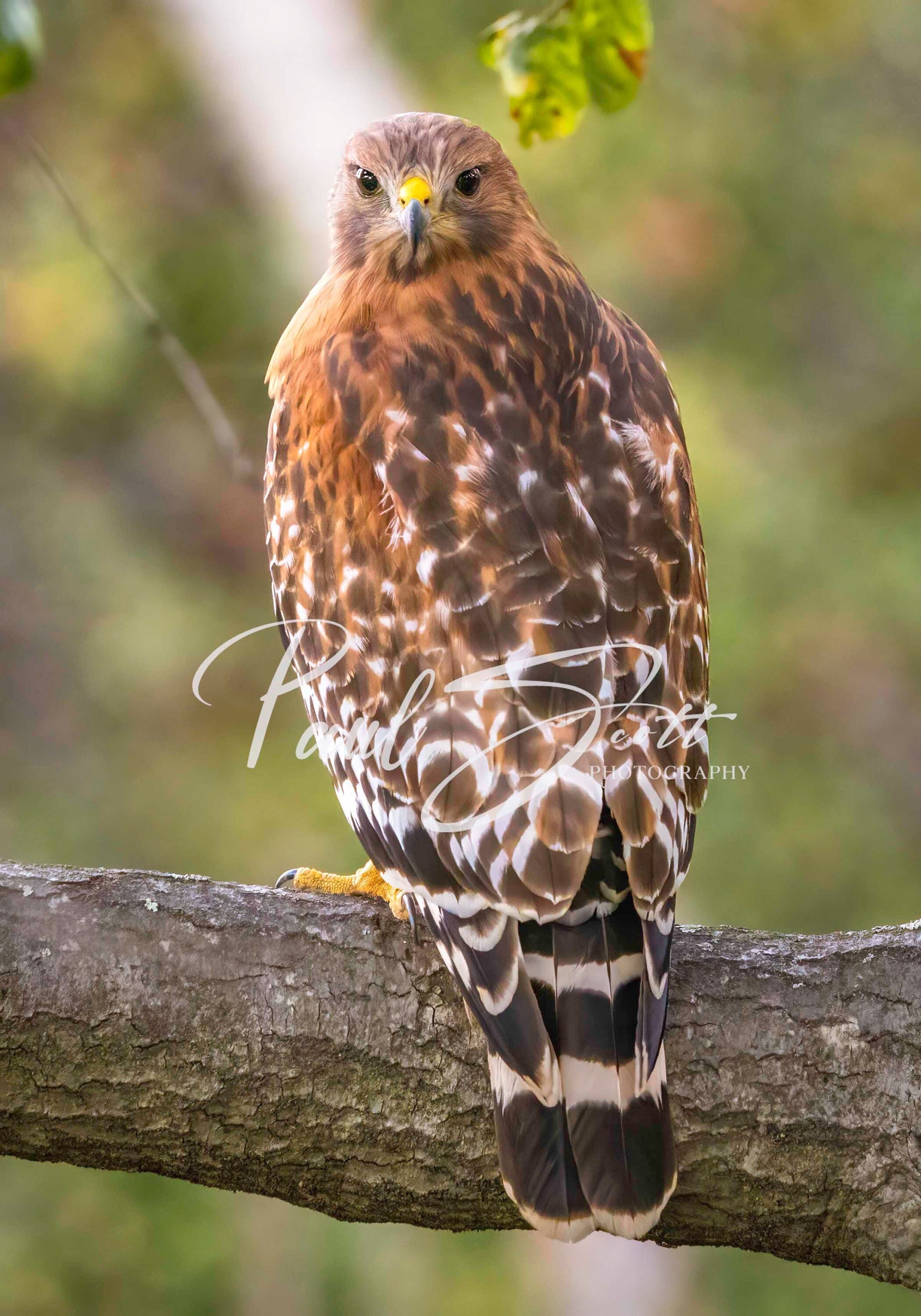 Red Shouldered Hawk Wall Picture high Quality Fine Wall Art - Etsy