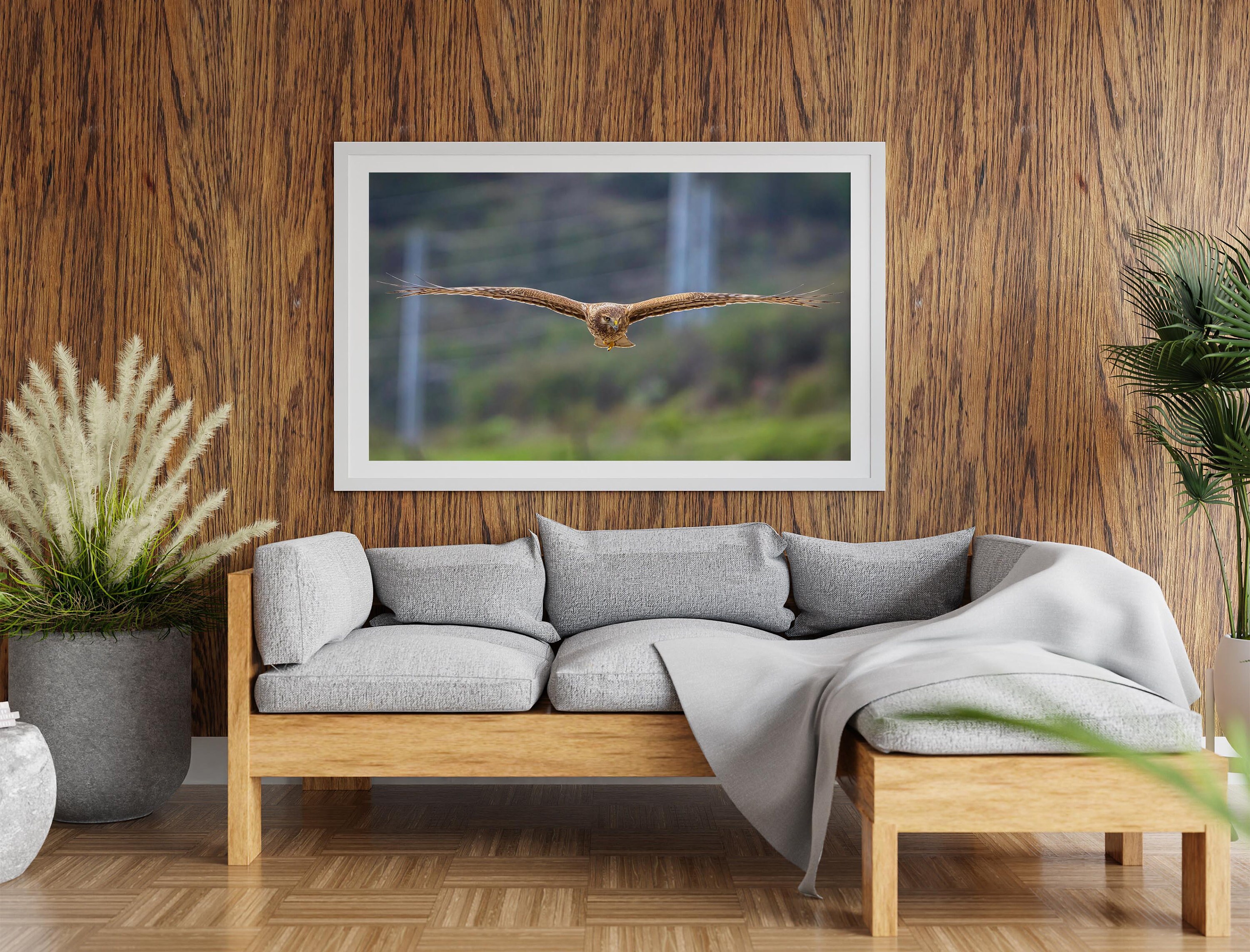 Northern Harrier Hawk Wall Picture high Quality Fine Wall Art Print - Etsy