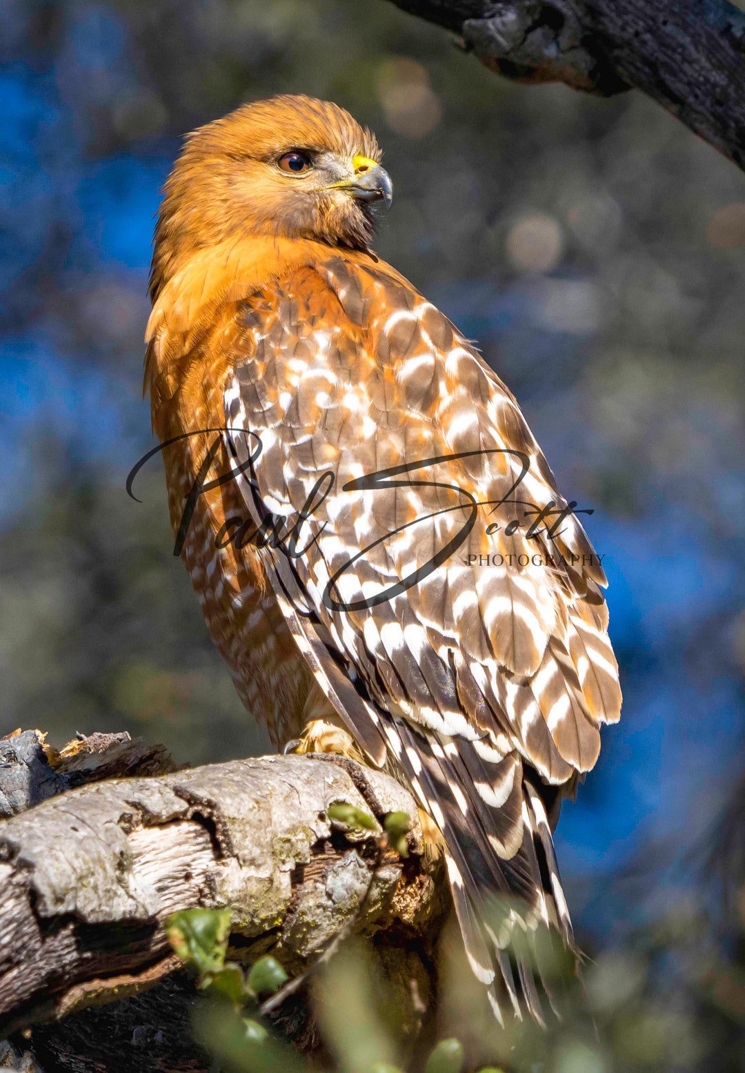 Red Shouldered Hawk (high Quality Fine Art Print) - Etsy
