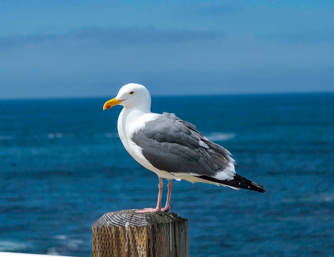 California Seagull Gull Wall Picture high Quality Fine Wall Art Print ...