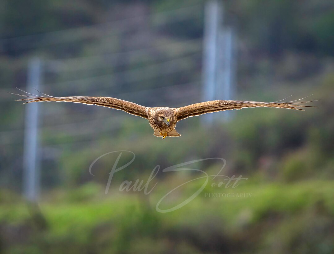 Northern Harrier Hawk Wall Picture high Quality Fine Wall Art Print - Etsy