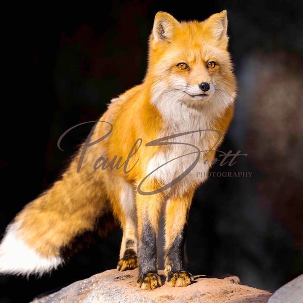 Red Fox Print - Etsy