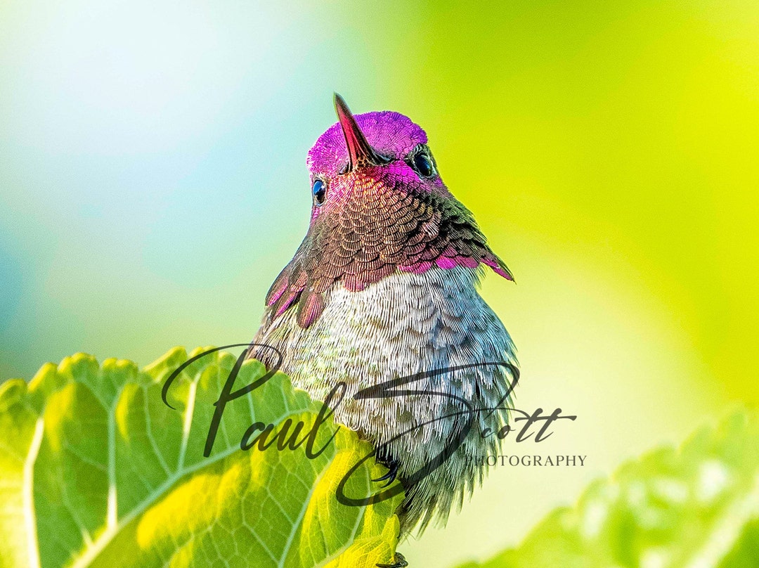 Very Colorful Male Anna's Hummingbird in Extreme Detail (high Quality ...
