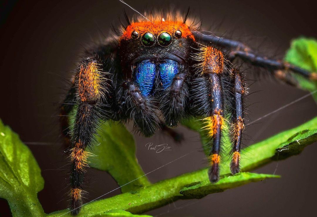 Colorful Enlarged Jumping Spider Photo (high Quality Fine Art Print) - Etsy