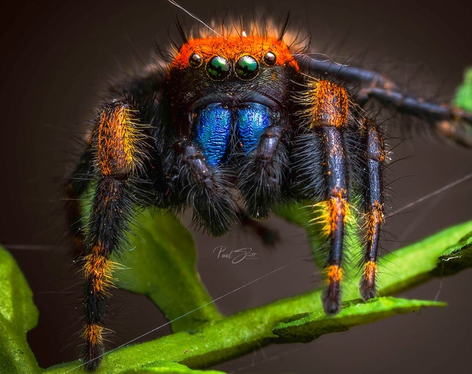 Colorful Enlarged Jumping Spider Photo (high Quality Fine Art Print) - Etsy