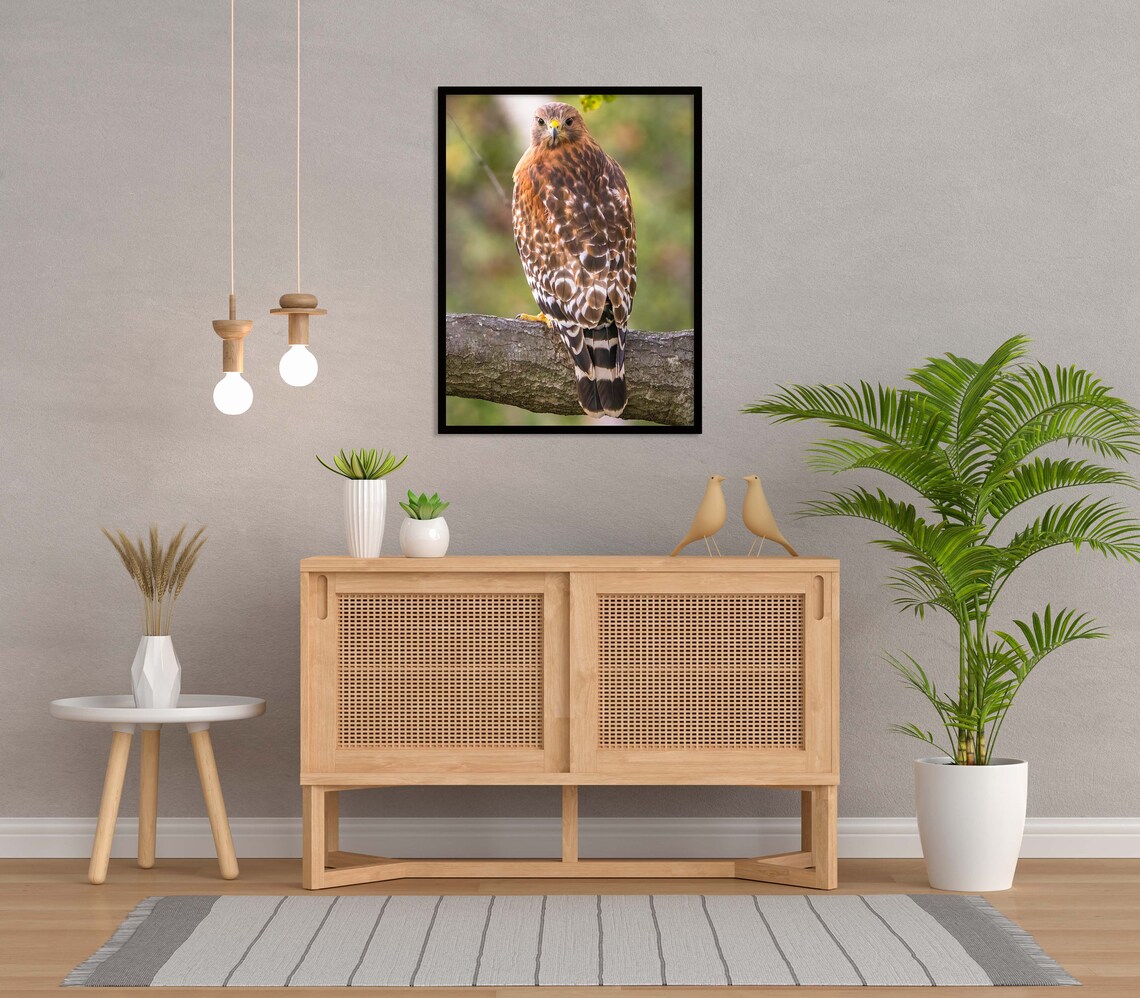 Red Shouldered Hawk Wall Picture (high Quality Fine Wall Art Print) - Etsy