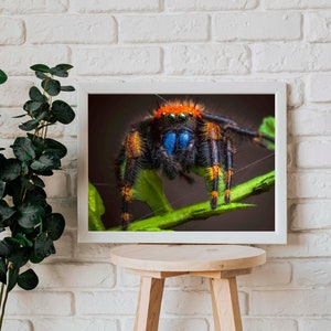 Colorful Enlarged Jumping Spider Photo (high Quality Fine Art Print) - Etsy