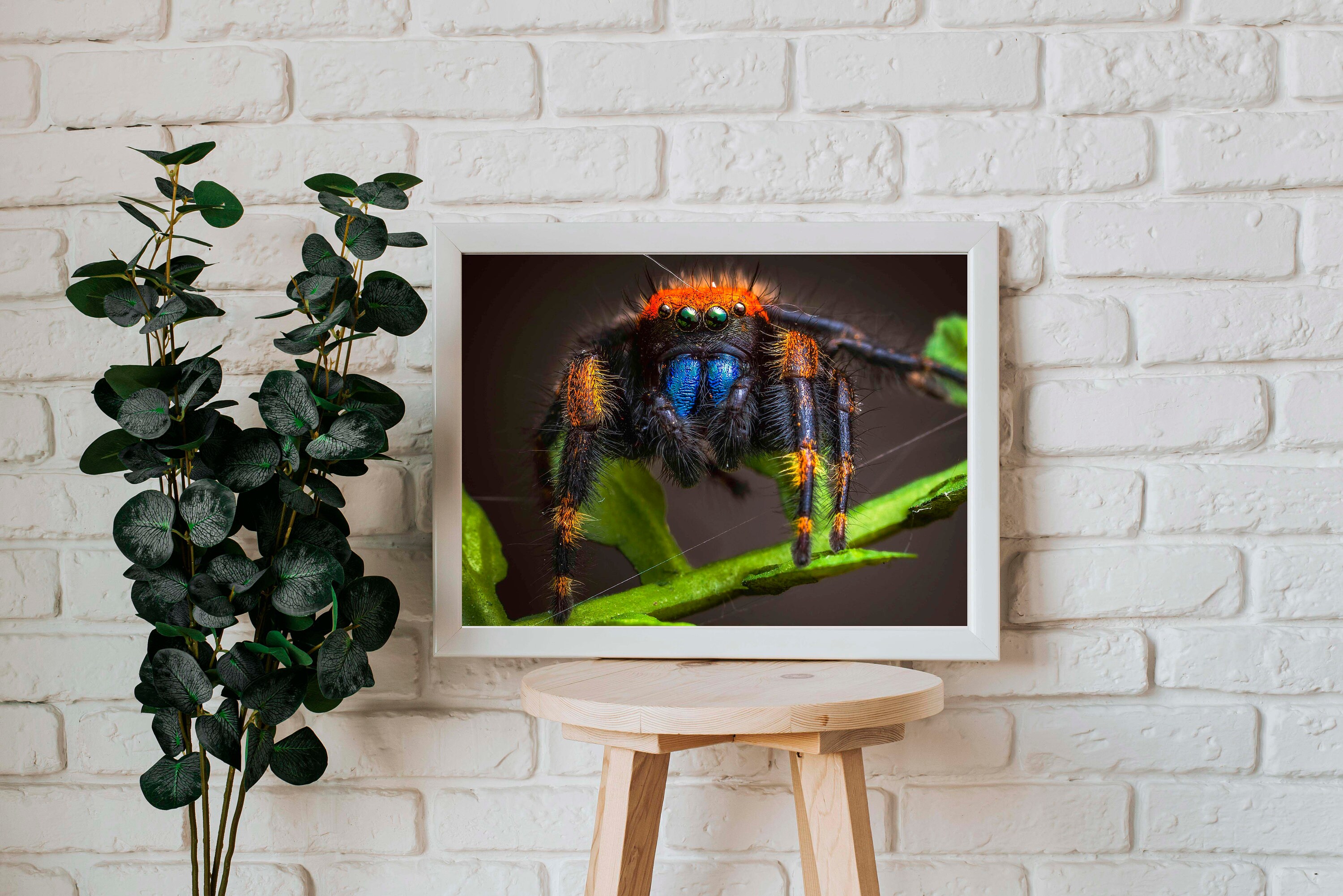 Colorful Enlarged Jumping Spider Photo (high Quality Fine Art Print) - Etsy