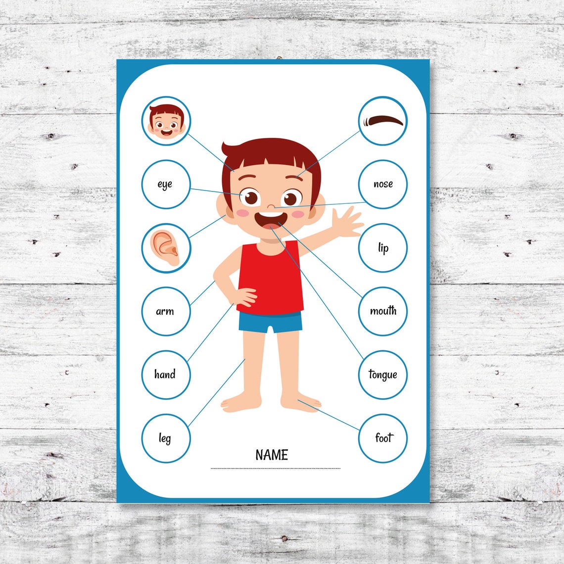 12 Body Parts Matching Activity Printable A4 Flashcards, Body Parts ...