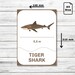 12 Sea Animal Size Flashcards Printable Under the Sea Flash Cards Ocean ...