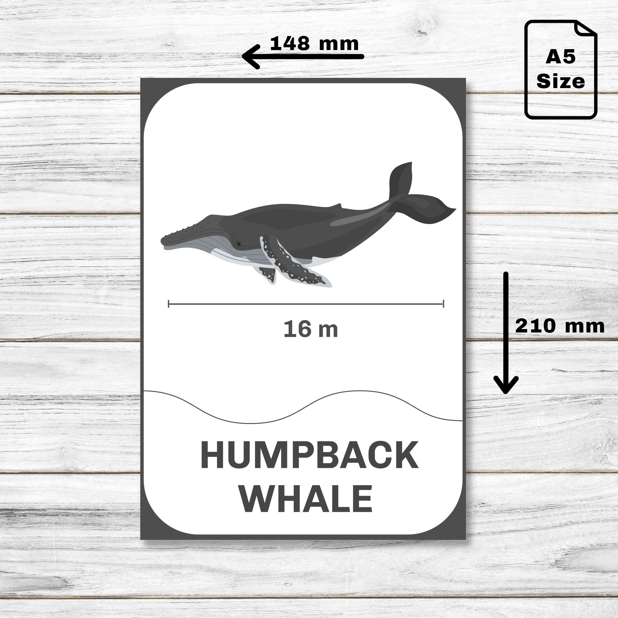 12 Sea Animal Size Flashcards Printable - Under the Sea Flash Cards ...