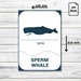 12 Sea Animal Size Flashcards Printable Under the Sea Flash Cards Ocean ...