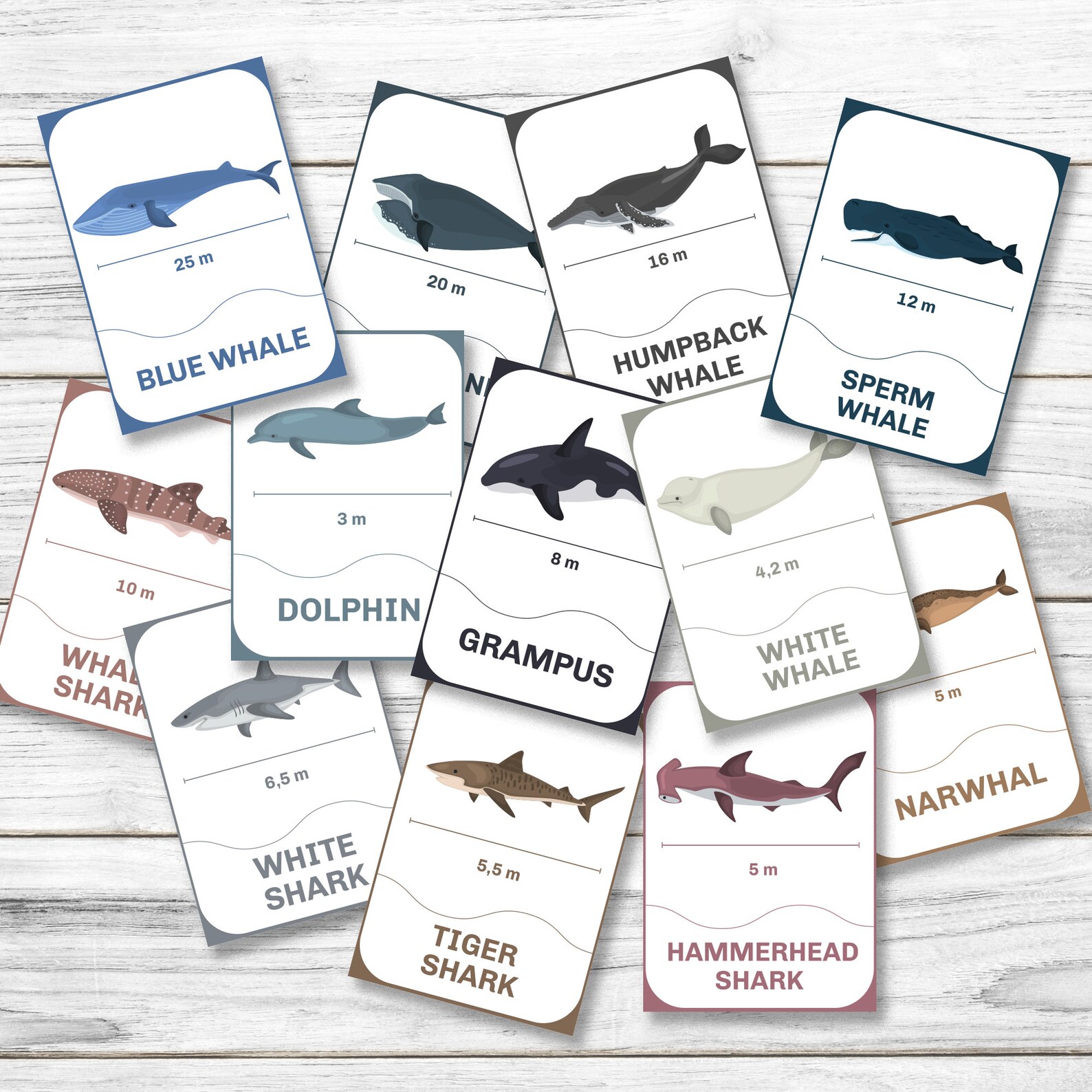 12 Sea Animal Size Flashcards Printable - Under the Sea Flash Cards ...