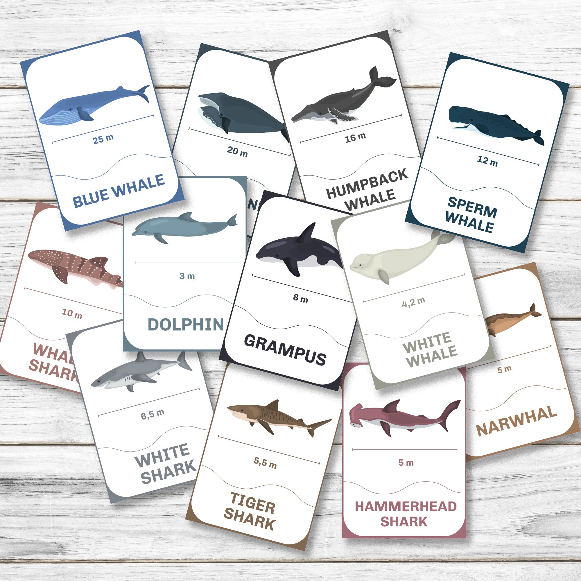 12 Sea Animal Size Flashcards Printable Under the Sea Flash Cards Ocean ...