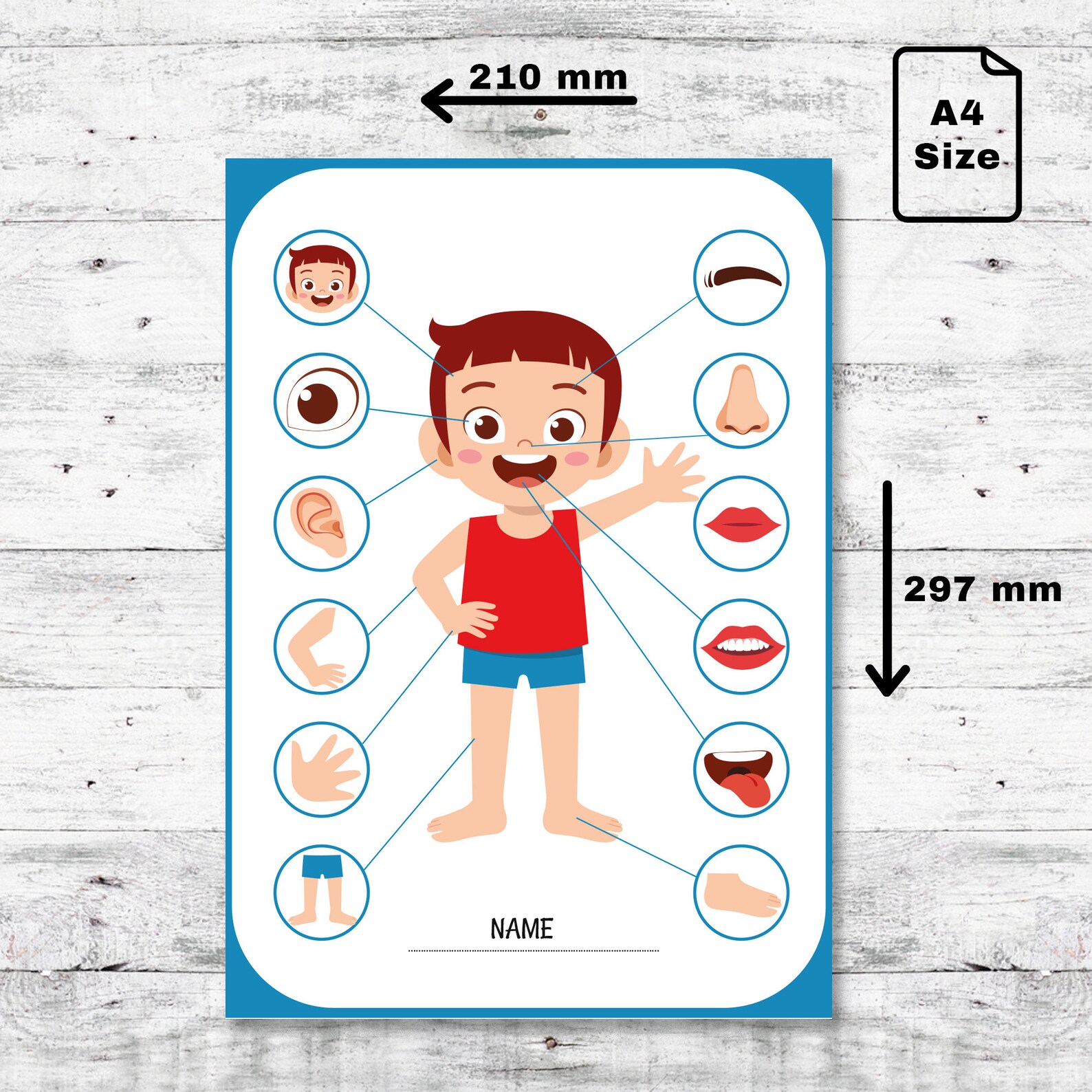 12 Body Parts Matching Activity Printable A4 Flashcards, Body Parts ...