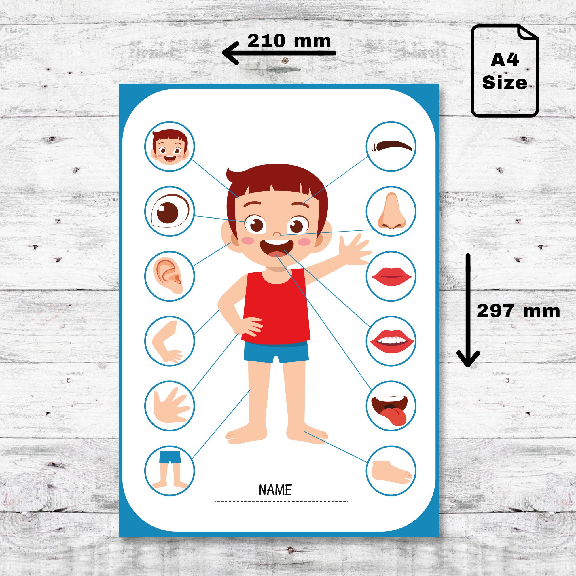 12 Body Parts Matching Activity Printable A4 Flashcards, Body Parts ...