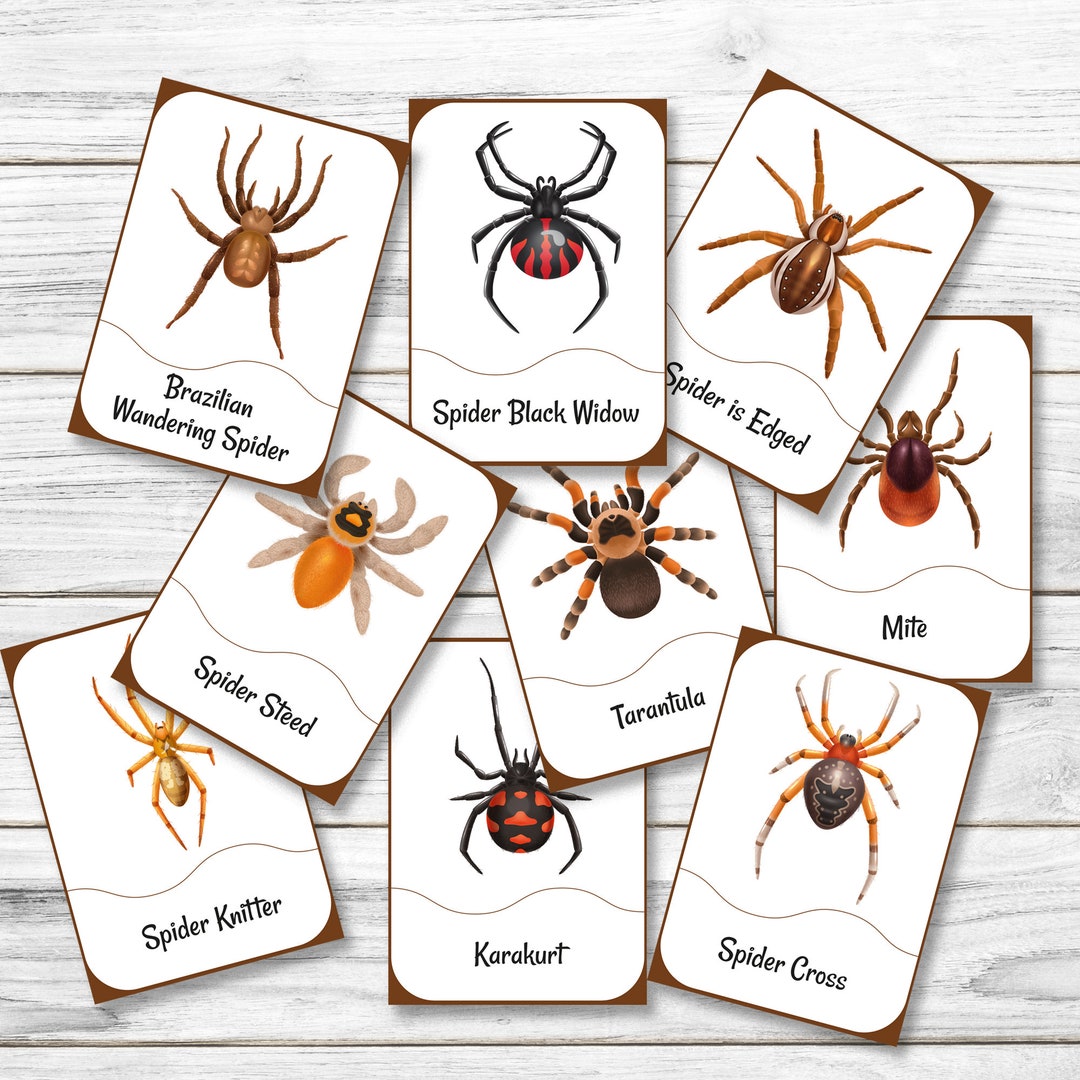 Spider Educational Classroom Decor, Halloween Spider, Spider Flashcard ...