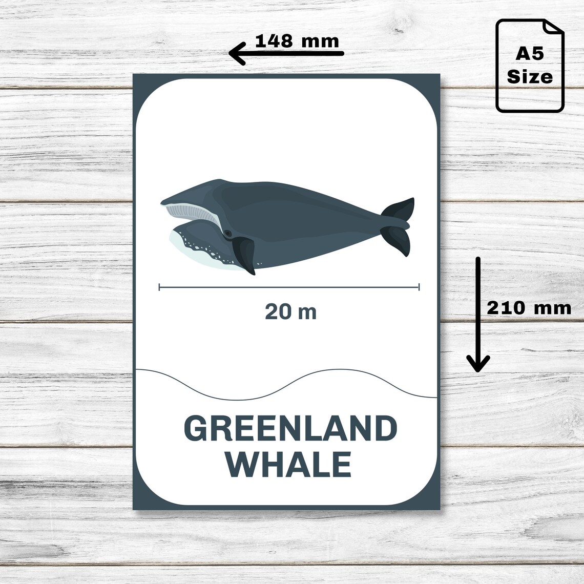 12 Sea Animal Size Flashcards Printable - Under the Sea Flash Cards ...