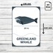 12 Sea Animal Size Flashcards Printable Under the Sea Flash Cards Ocean ...