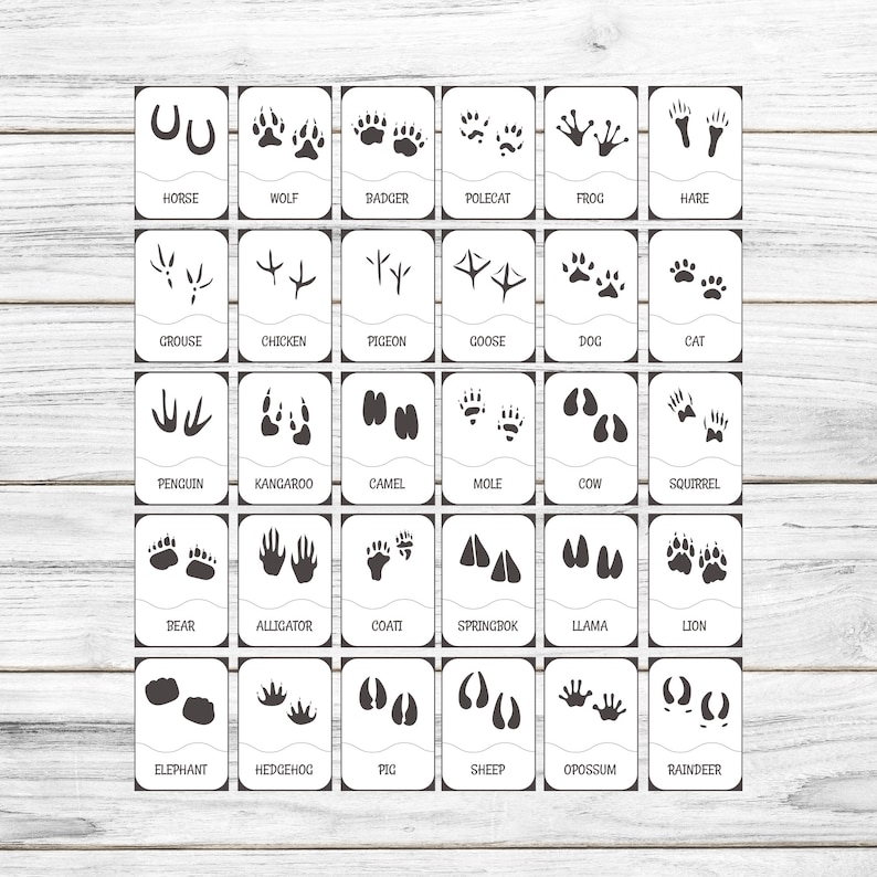 Printable Animal Footprints Flashcard - Printable Animals With ...