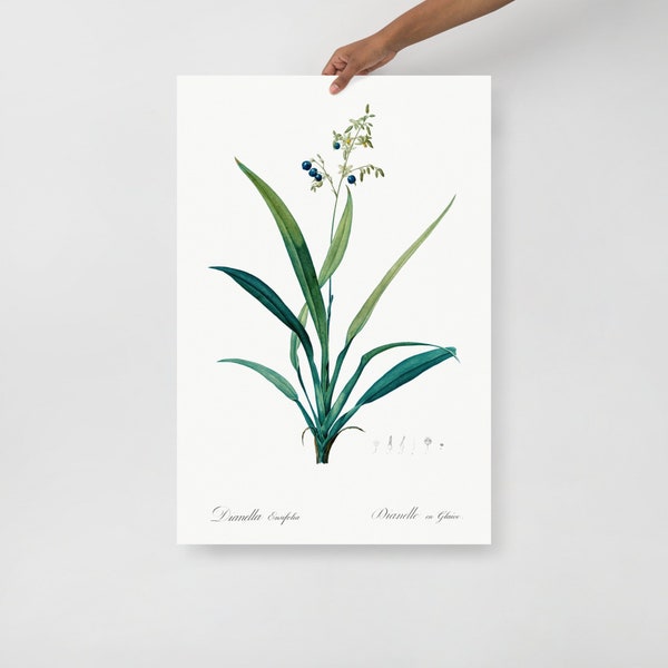 Dianella - Etsy